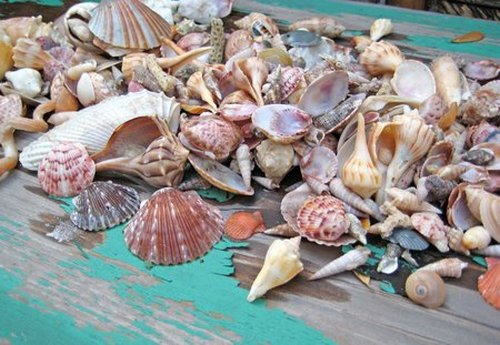 Make A Shell Frame {Tutorial} - EverythingEtsy.com